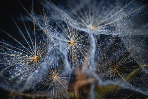 Beginner’s Guide to Macro Photography | ProGrade Digital